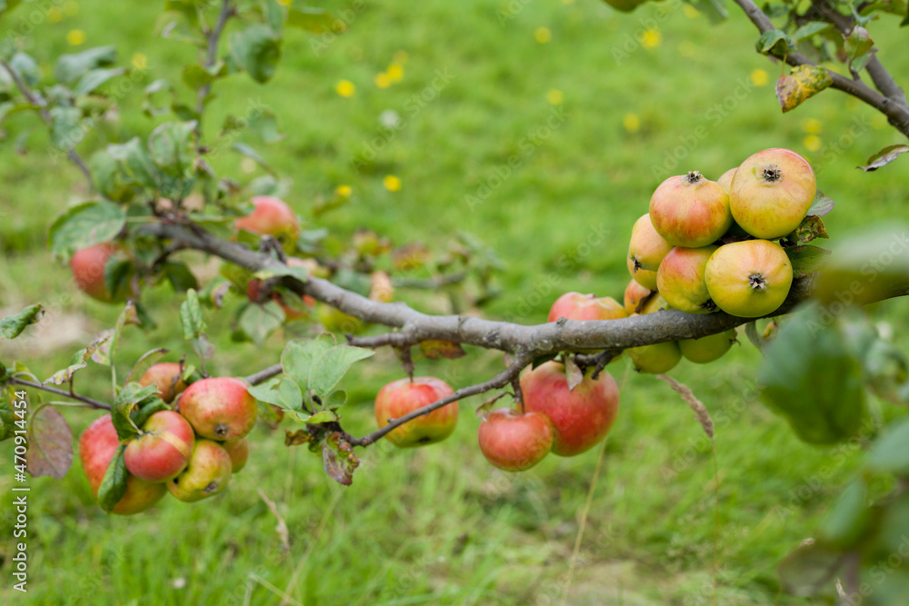Lanes Prince Albert Apple Tree heavy crop of red fruit in the orchard ...