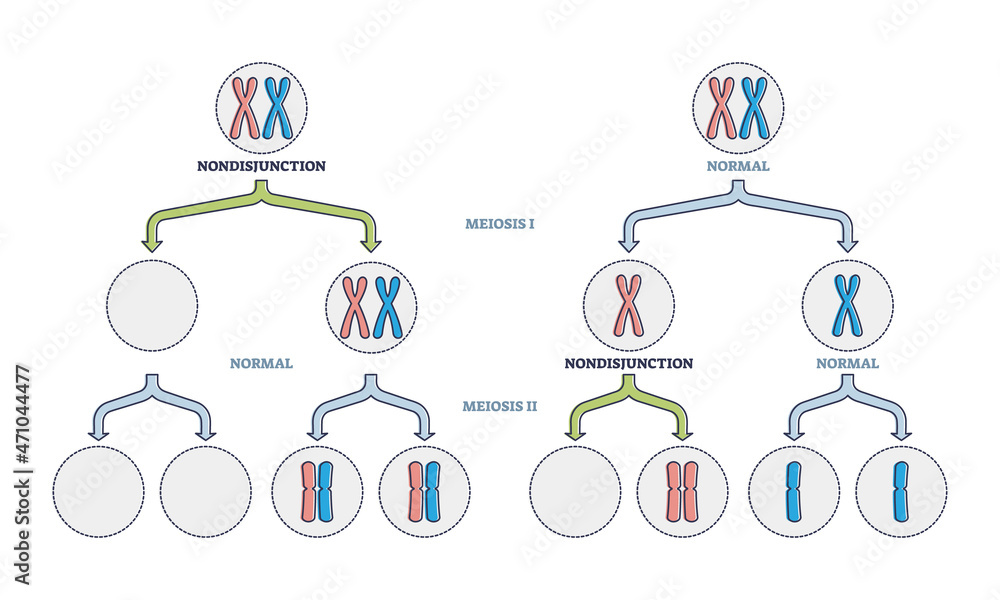 Nondisjunction as abnormal meiosis chromosome number outline diagram ...