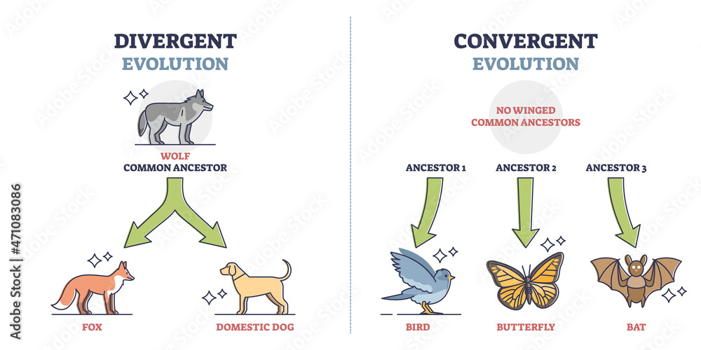 Vector de Stock Divergent vs convergent evolution with ancestors ...