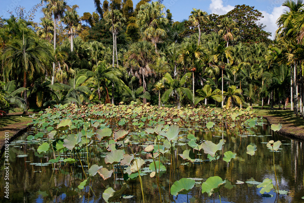 Pond with lotus flower plants at Sir Seewoosagur Ramgoolam botanical ...