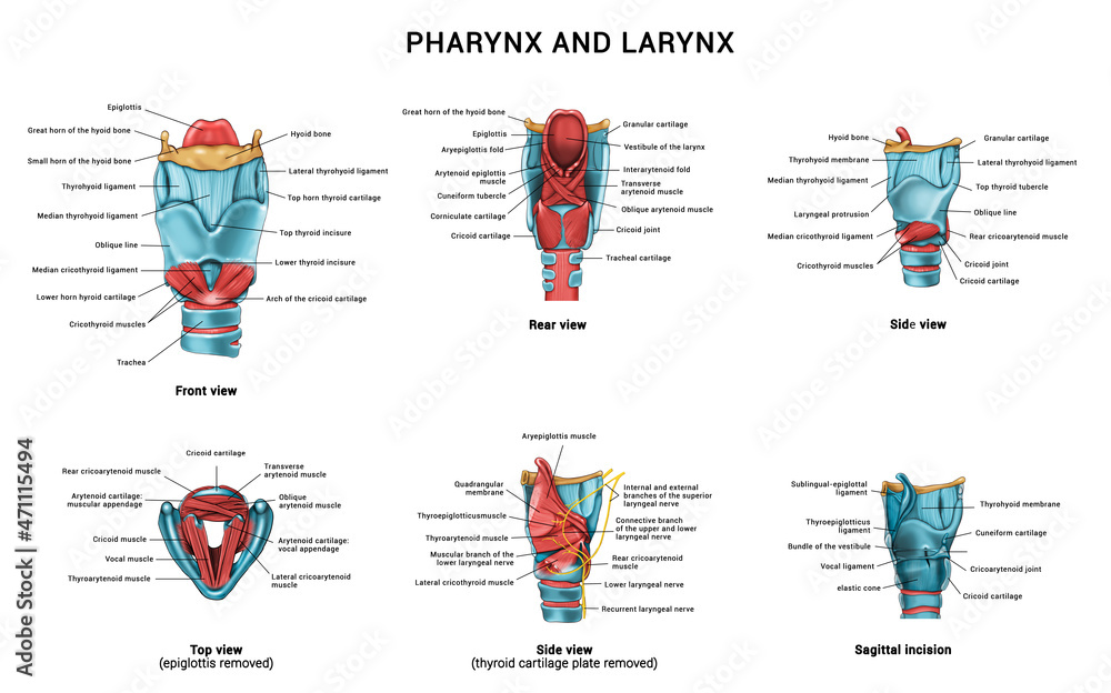 Anatomy of the pharynx and larynx. Stock Illustration | Adobe Stock