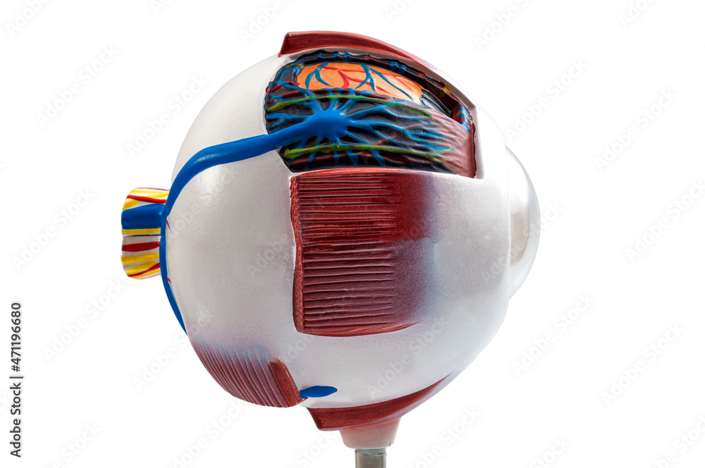 Learning anatomy and physiology, visual system organ and ophthalmology ...