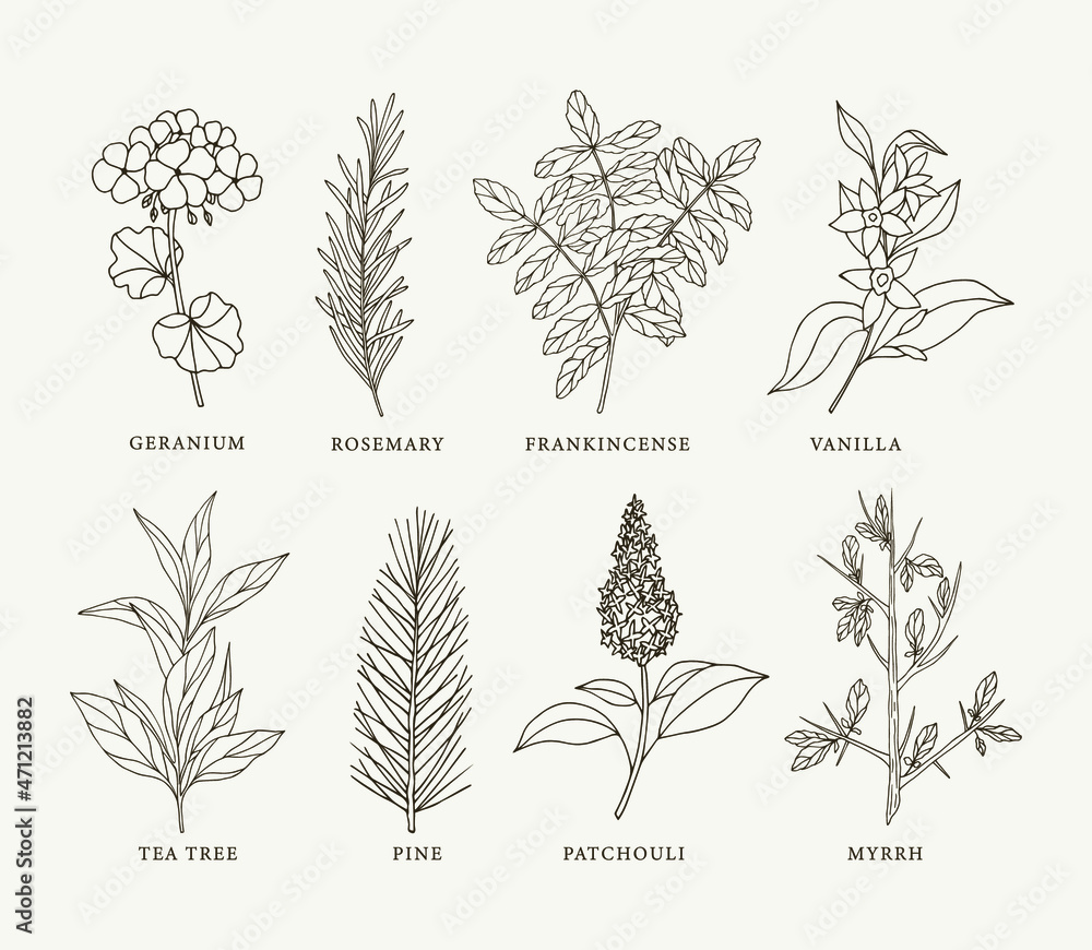 Sketch essential oil plants Stock Vector | Adobe Stock