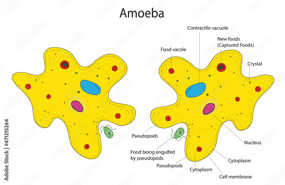 Labeled anatomy of amoeba cell (amoeba proteus structure) Stock Vector ...