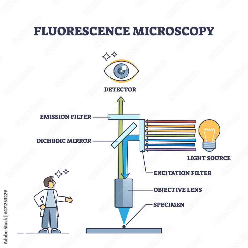 Fluorescence microscopy instrument principle and structure outline ...