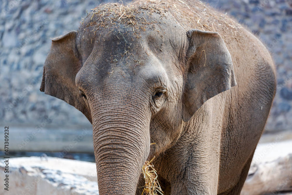 African baby elephant eating hay, looking into camera. Front View Of ...