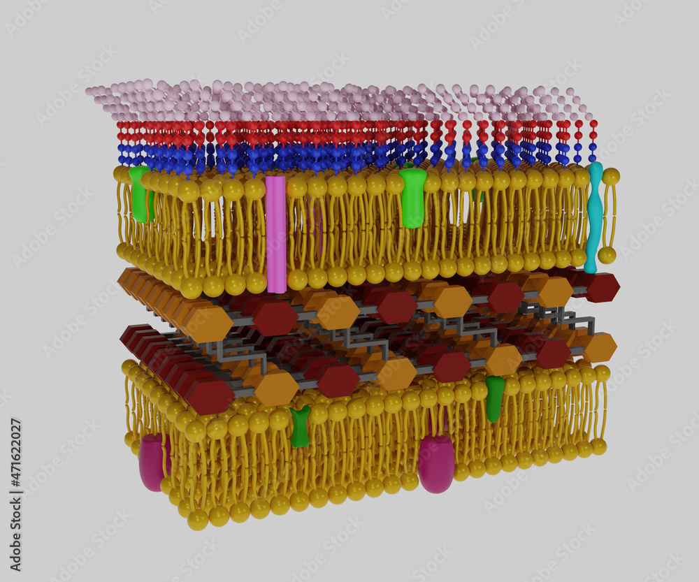 The Gram-negative cell wall is composed of an outer membrane, a ...
