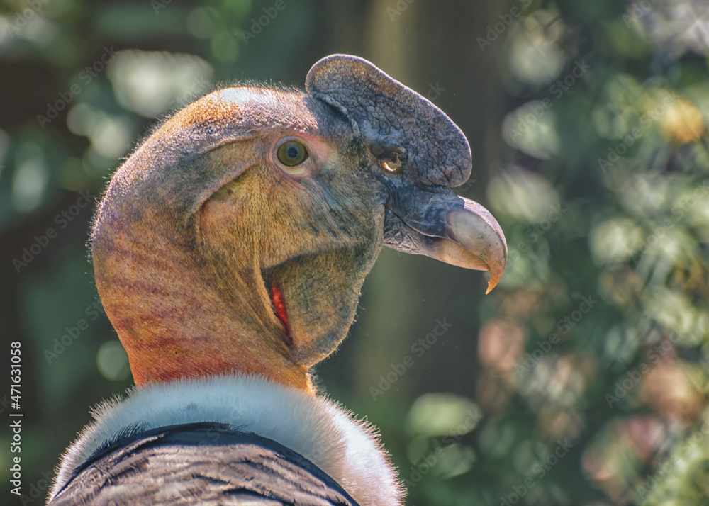 Andean condor, the largest flying bird in the world with dark red ...