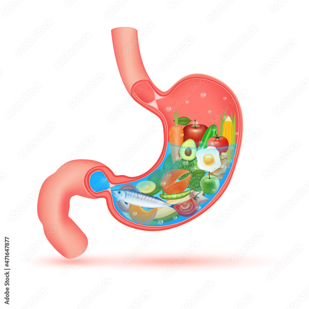 Best foods for digestive system, Strong healthy stomach character. X ...