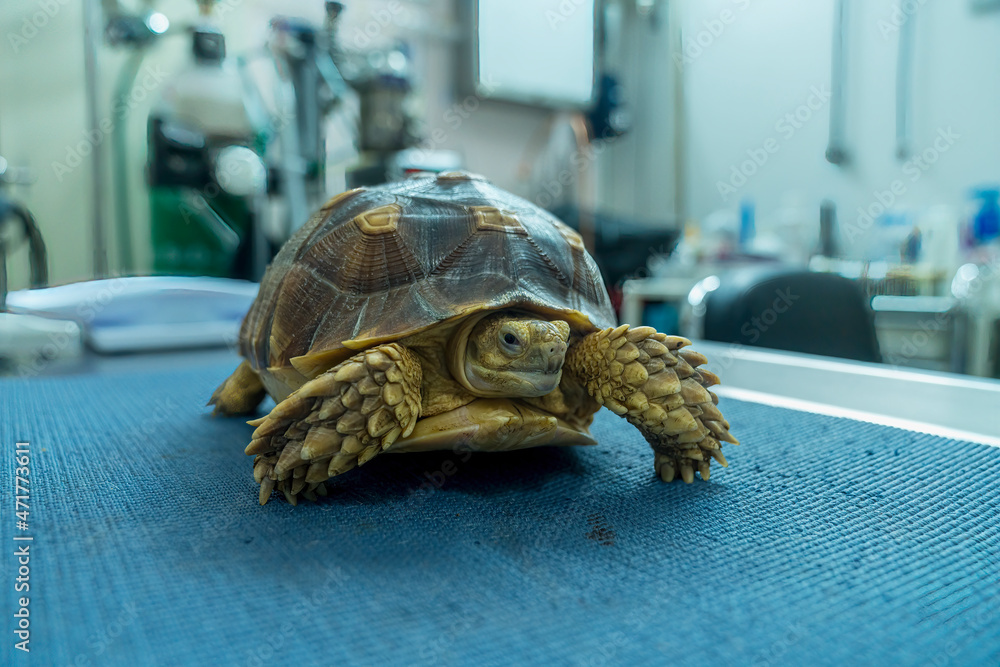 Turtles are Exotic Pets. Sulcata Tortoise or African spurred tortoise ...