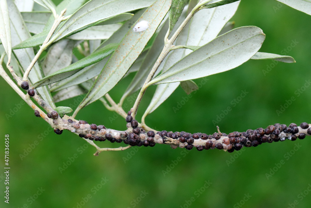 The black scale, Saissetia oleae (Hemiptera: Coccidae) on the olive ...
