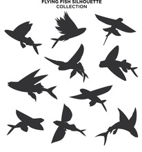 Flying Fish Free Stock Photo - Public Domain Pictures