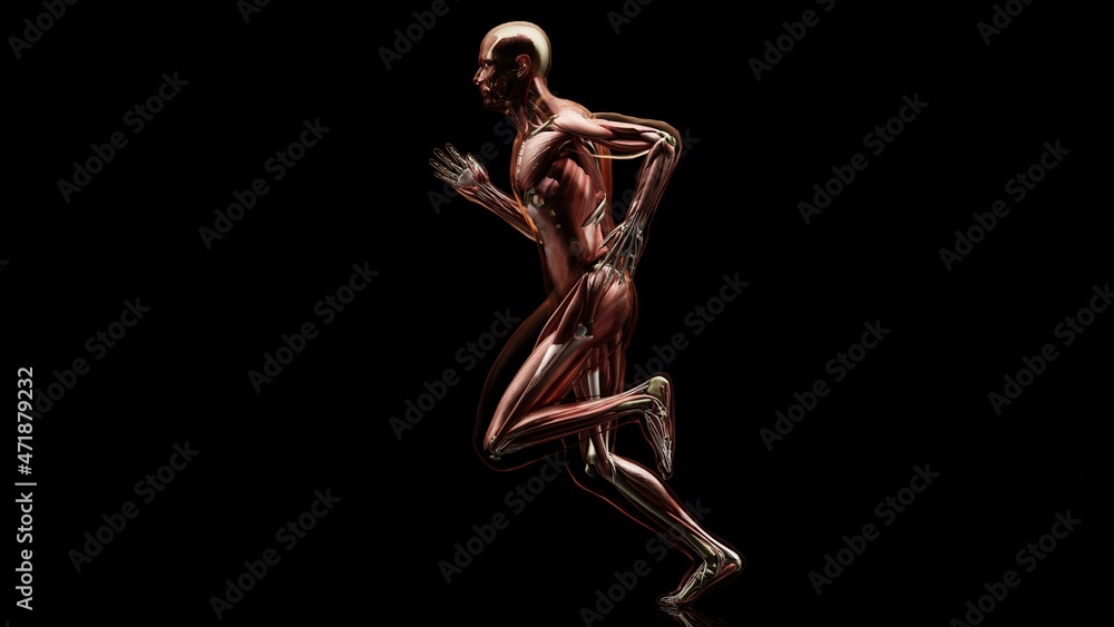 3d illustration of muscular system of running man, muscle and bone ...