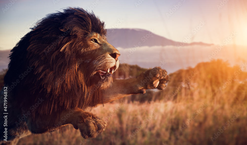 Lion hunting on African savanna Stock Photo | Adobe Stock