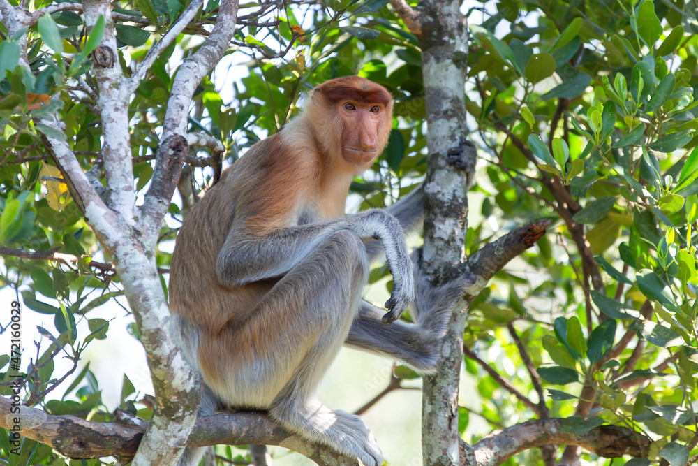 The proboscis monkey (Nasalis larvatus) or long-nosed monkey is a ...