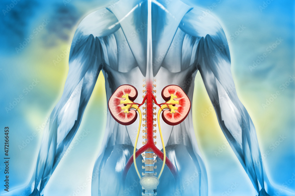 Anatomy of human body with kidney cross section Stock Illustration ...