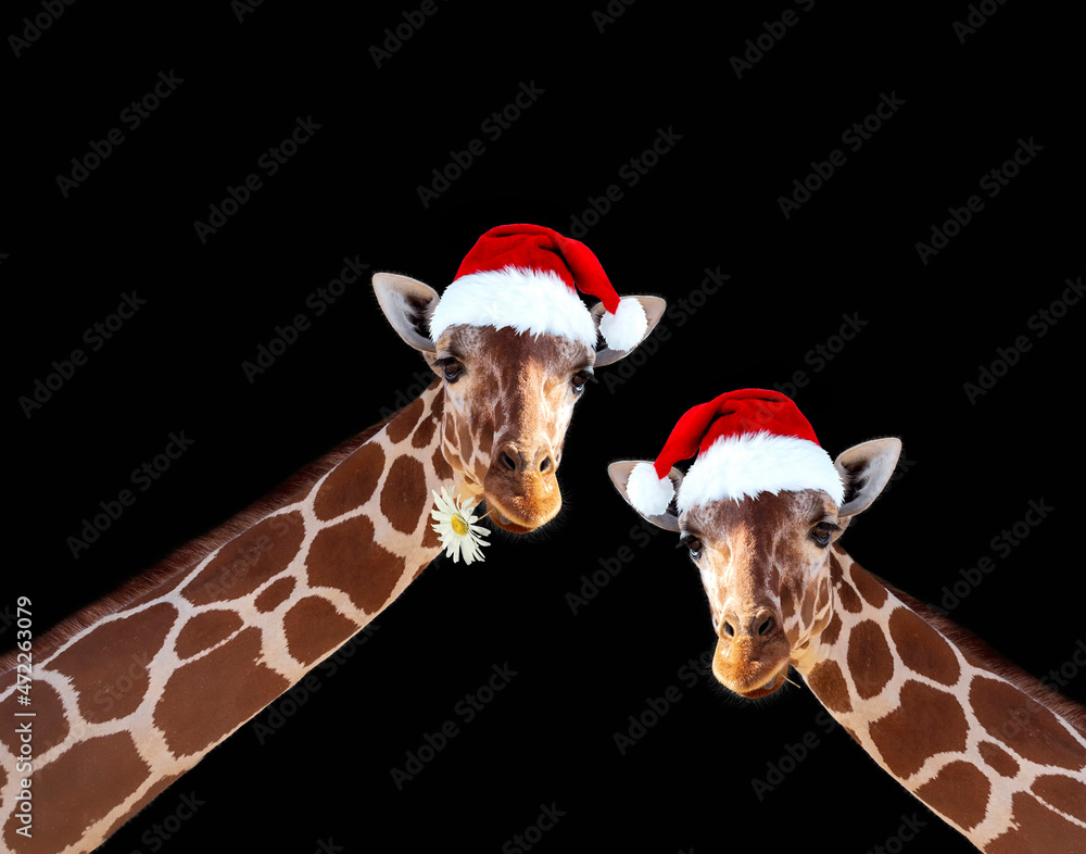 Funny Giraffes heads in Santa Claus hat good isolated on black ...