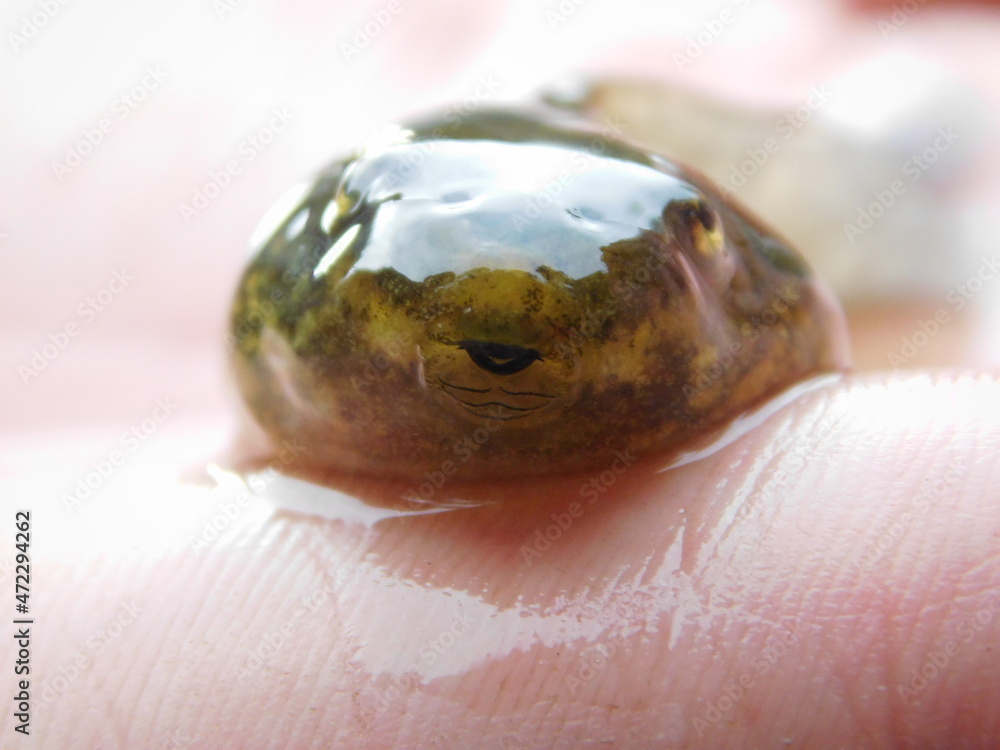 tadpole Pelobates fuscus is a species of toad in the family Pelobatidae ...