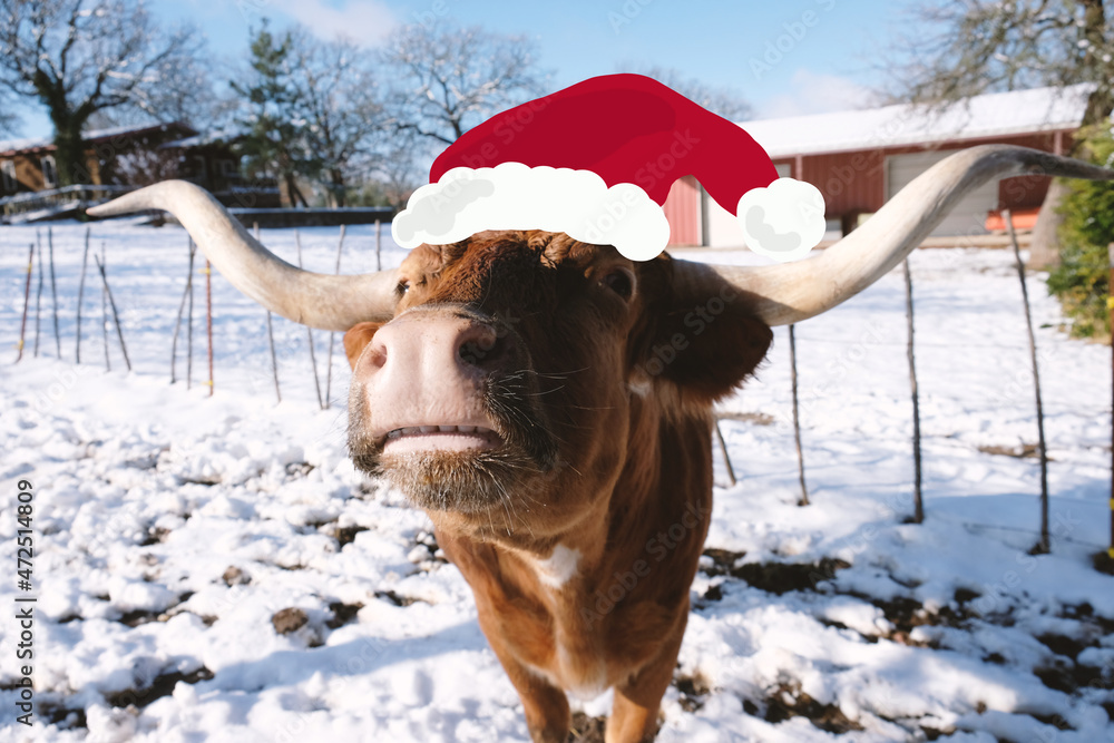 Texas longhorn cow in snow during winter with Santa hat for funny farm ...