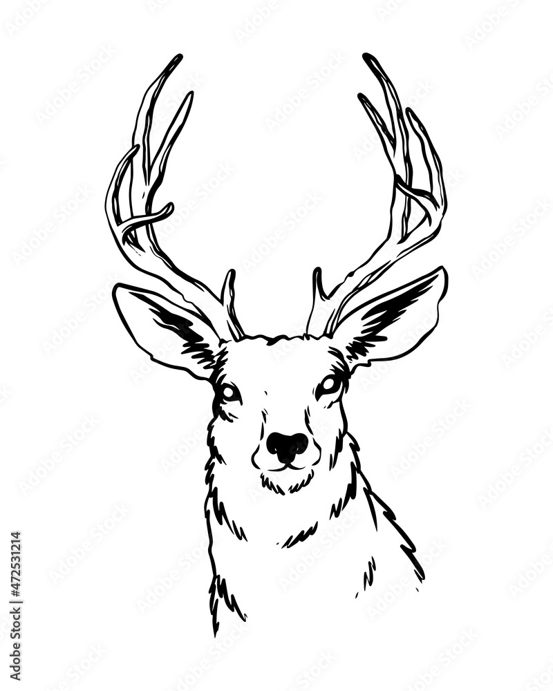 a hand drawn illustration of the deer with strong antlers. a deer from ...