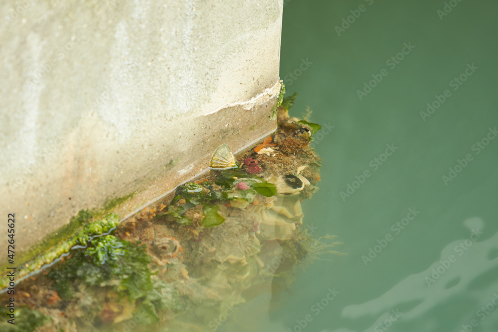 Molluscs, overgrown ship bottom. Shellfish on the hull of the ship ...