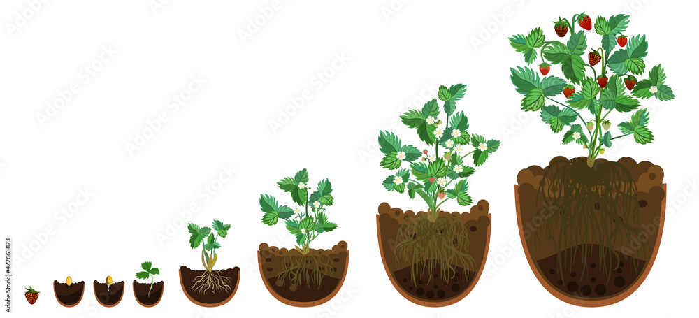 strawberry plant in soil, growth stages, life cycle of strawberry from ...