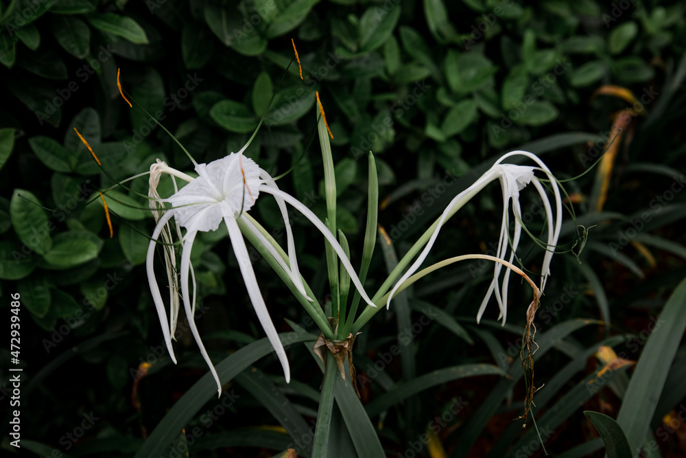 Foto Beautiful Hymenocallis flower normally white, with pronounced ...