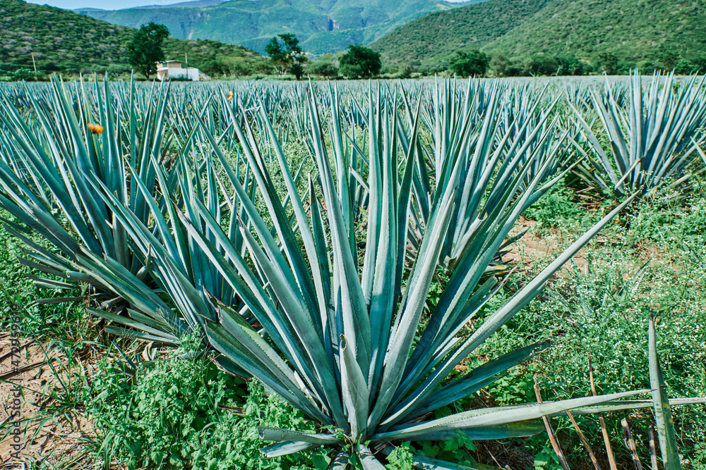 Plantación de agave azul en el campo para hacer tequila concepto ...