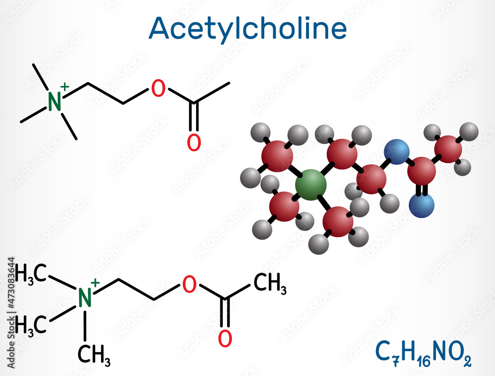 Acetylcholine, ACh molecule. It is parasympathomimetic neurotransmitter ...
