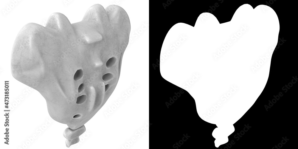 3D rendering illustration of stylized human sacrum and coccyx anatomy ...