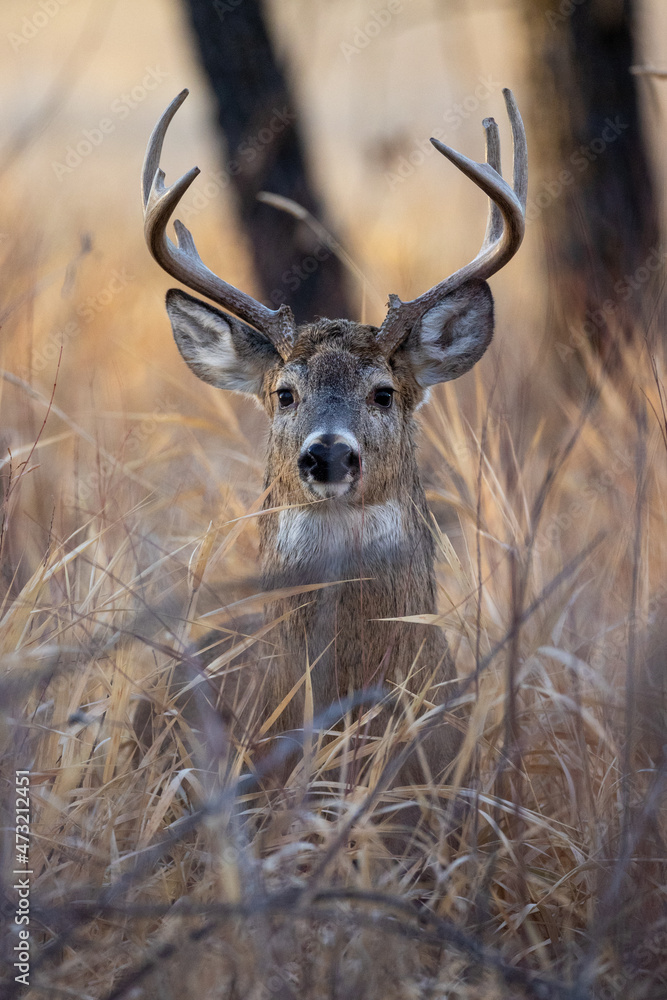 Whitetail Buck Portrait Stock Photo | Adobe Stock