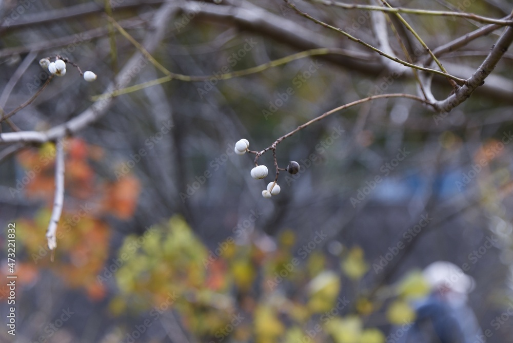 Stock-Foto „Chinese tallow tree fruits. The surface is covered with a ...