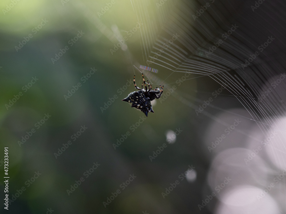 Foto de Stock Spiny Orb Weaver Spider Building a Web | Adobe Stock