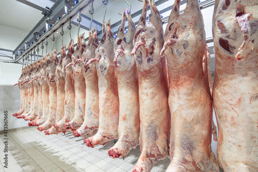 Lamb carcasses hanging on hooks in slaughter house before transfer to ...