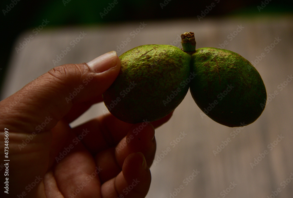 Pometia pinnata, with common names including matoa, taun tree, island ...