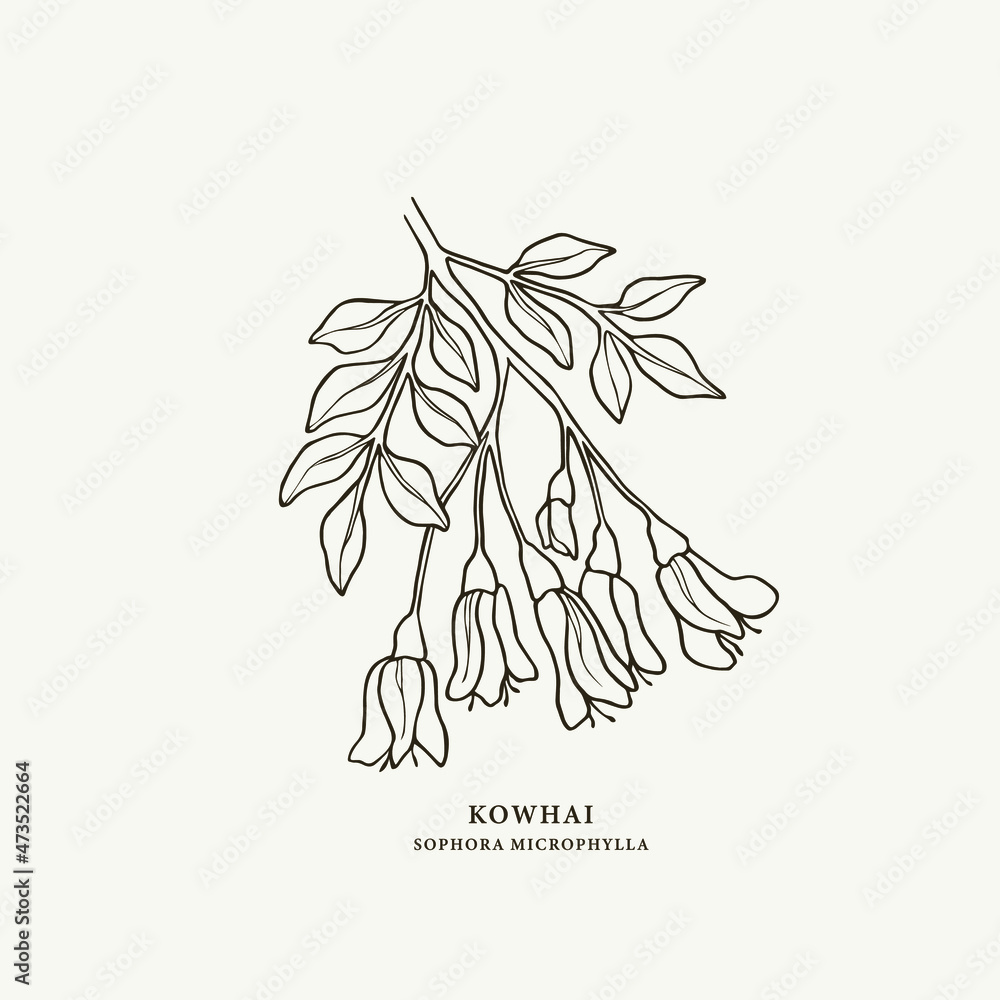 Hand drawn kowhai branch illustration. National New Zealand tree Stock ...