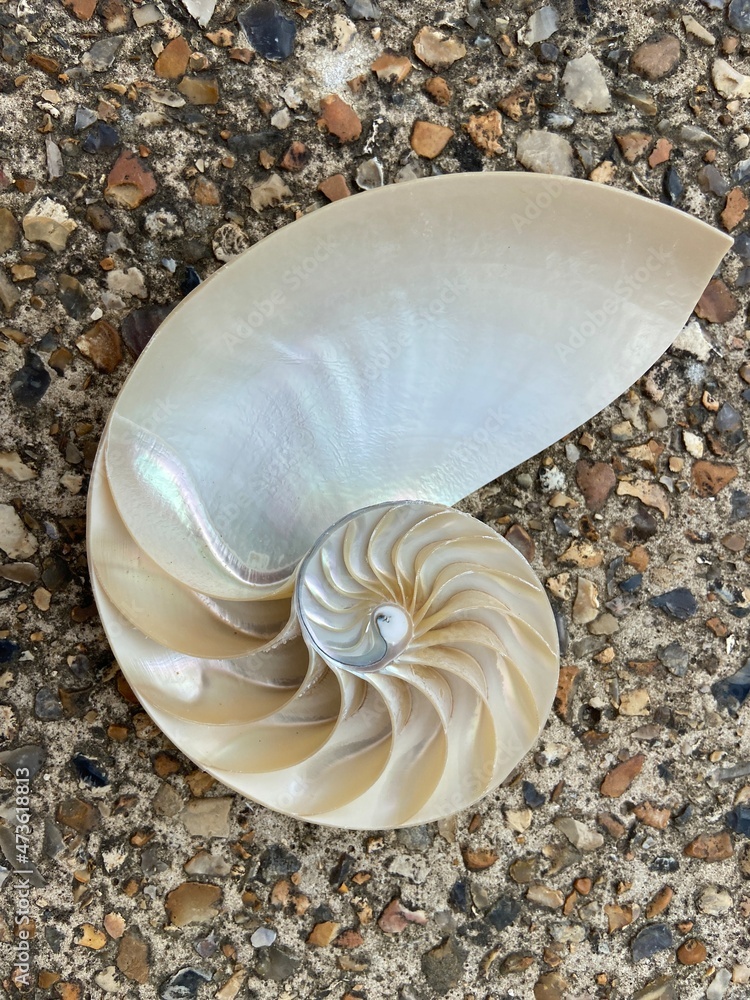 Stock-Foto „shell pearl nautilus Fibonacci section spiral pearl ...