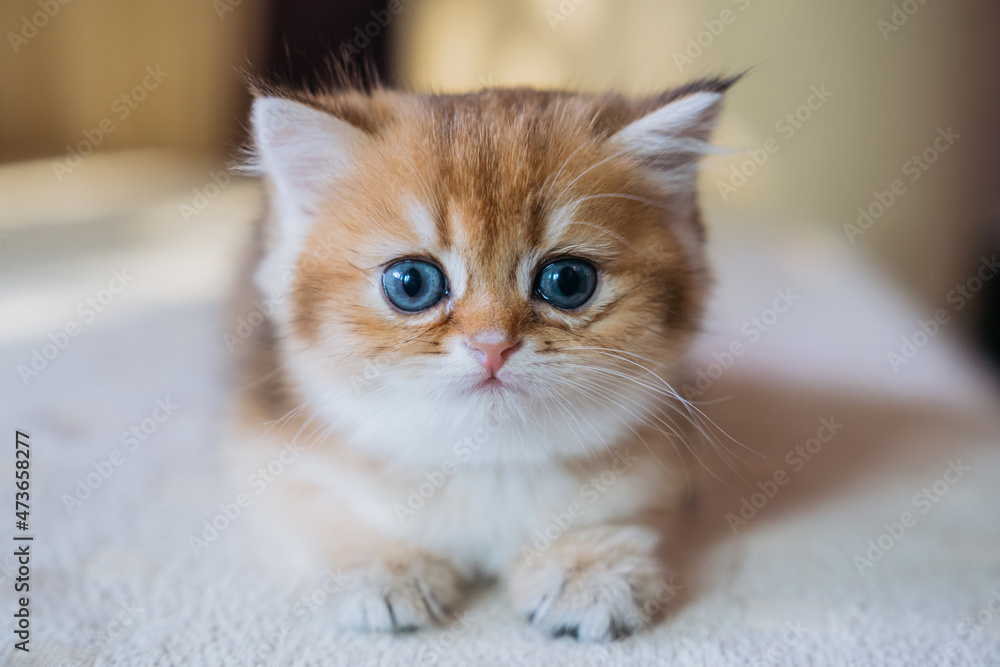 Purebred golden British shorthairs kitten Stock Photo | Adobe Stock