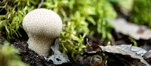White Puffball Mushrooms Close-up Free Stock Photo - Public Domain Pictures