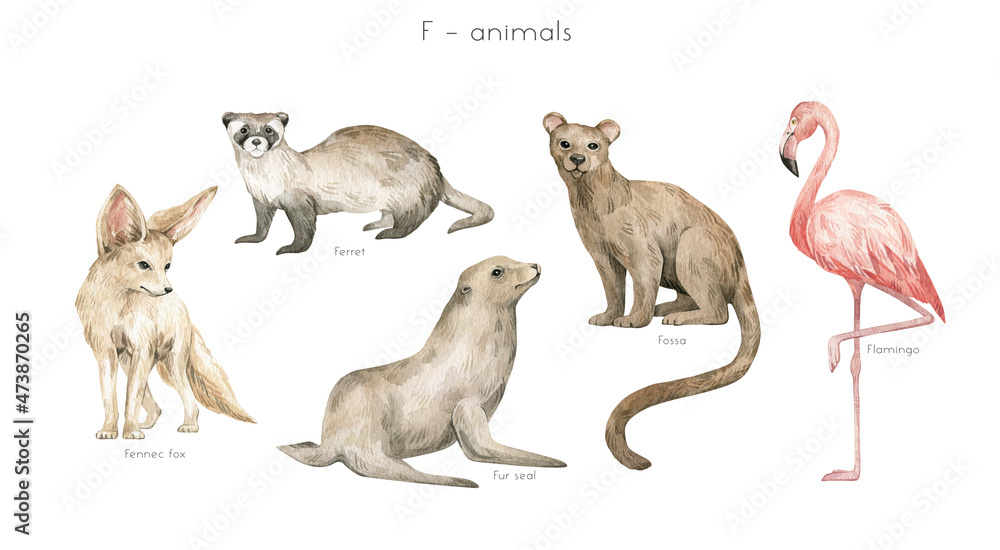 Watercolor wild animals letter F. Ferret, fennec fox, fur seal, fossa ...
