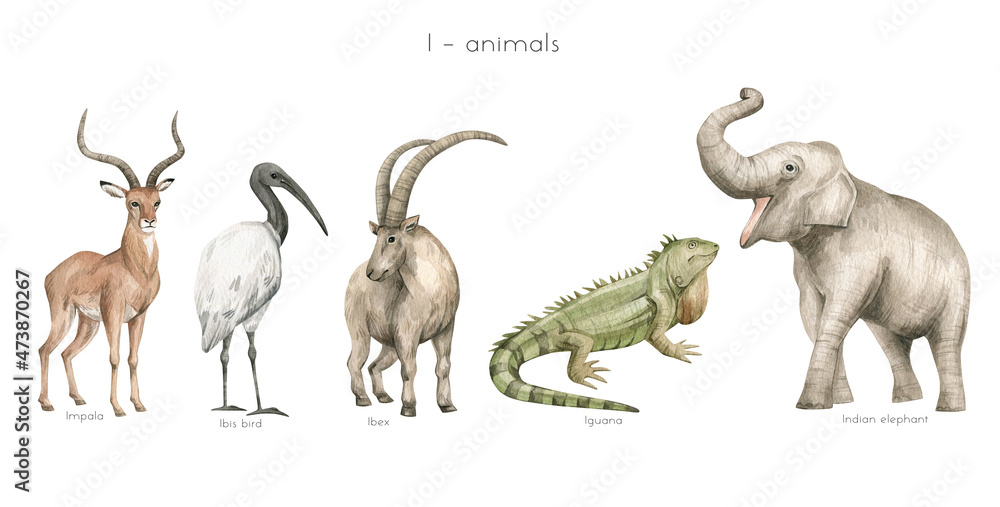 Ilustración de Stock Watercolor wild animals letter I. Impala, ibis ...