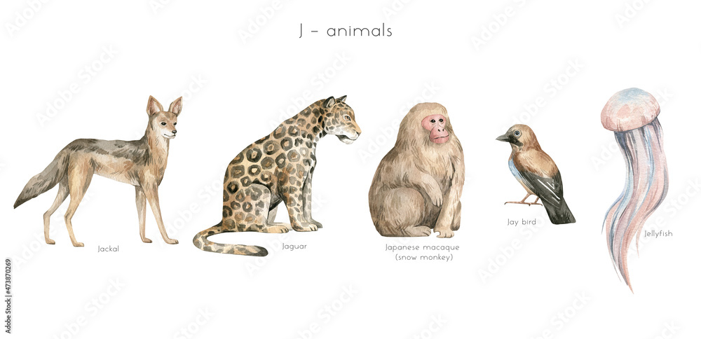 Watercolor wild animals letter J. Jackal, jaguar, Japanize macaque, jay ...
