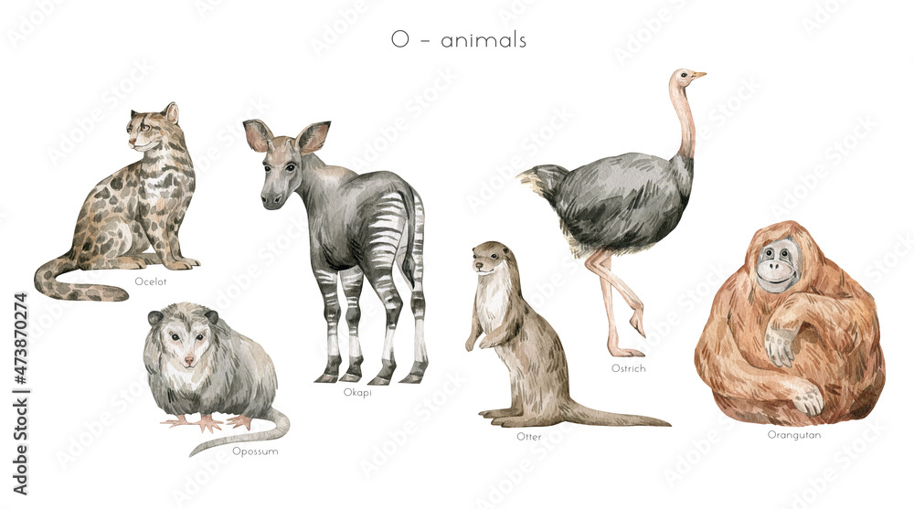 Watercolor wild animals letter O. Ocelot, opossum, okapi, otter ...