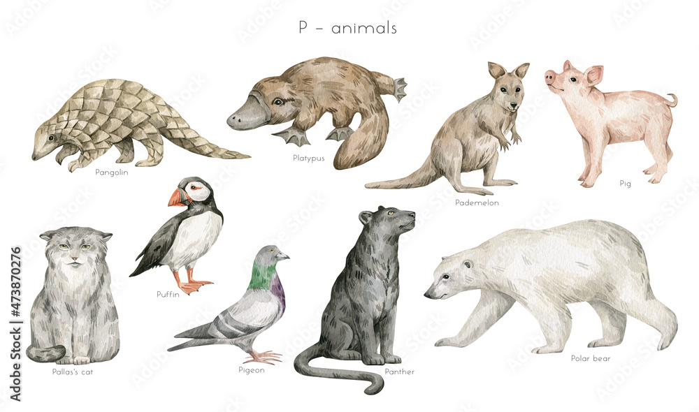Watercolor wild animals letter P. Pangolin, platypus, pademelon, pig ...