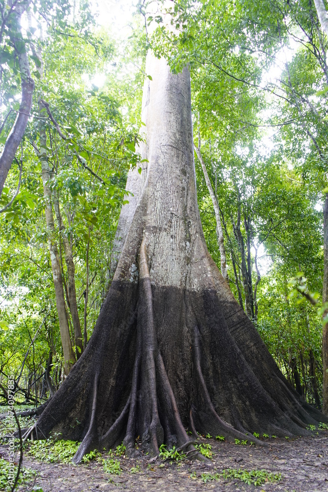 Samaúma tree (Ceiba pentandra) Malvaceae family. Amazon rainforest ...