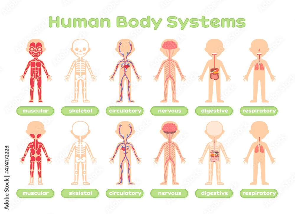 Vector de Stock Set of Human Body Systems. Template. Muscular Skeletal ...