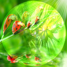 Fractal Ladybug Free Stock Photo - Public Domain Pictures