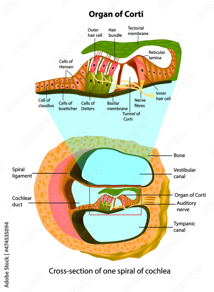 Anatomy of inner ear. Cross-section of one spiral of cochlea. Structure ...