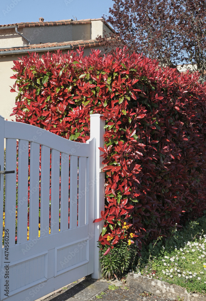 Haie de Photinia red robin Stock Photo | Adobe Stock