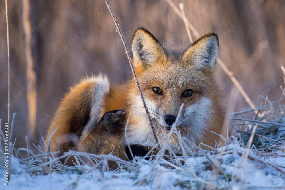 American red fox (Vulpes vulpes) in winter Stock Photo | Adobe Stock